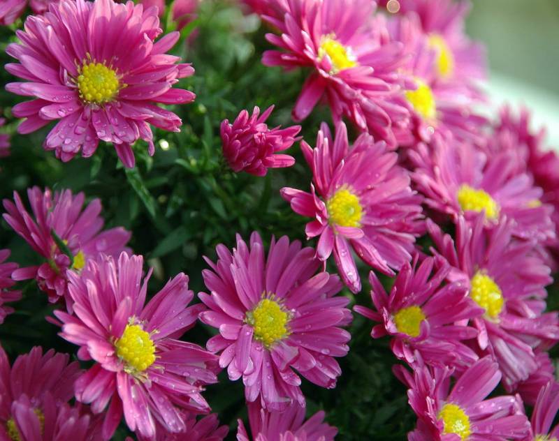 Kickin Carmine Red Aster - 1 Gallon - Perennial - Asters