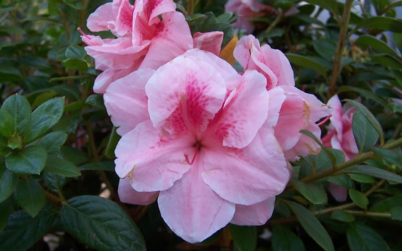 Autumn Belle Encore Azalea - 3 Gallon - Shrub - Shrubs for Spring Color