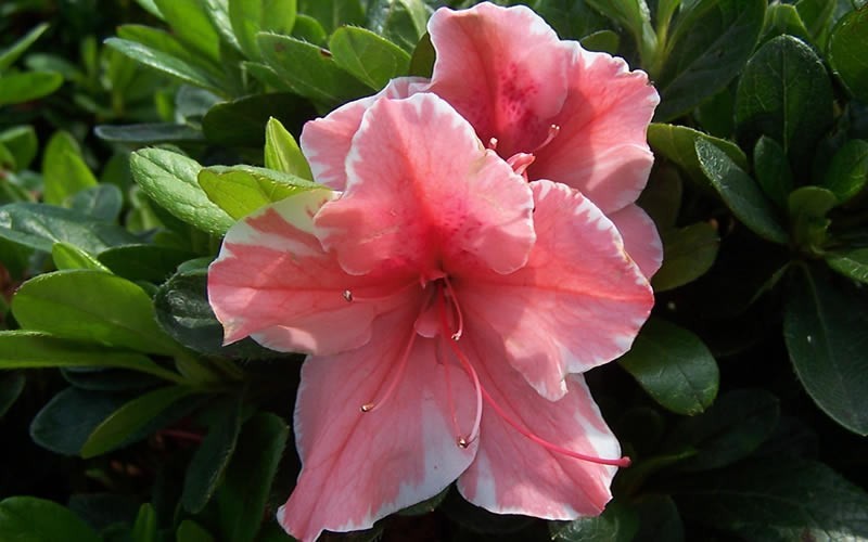 Autumn Sunburst Encore Azalea - 1 Gallon - Shrub - Shrubs for Spring Color