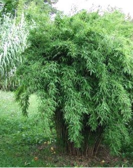 Fargesia Nitida Blue Fountain Clumping Bamboo - 2 Gallon - - Bamboo ...
