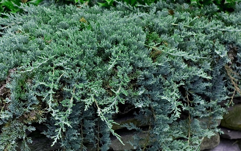 Blue Rug Juniper - 2.5 Quart - Groundcover, Coniferous - Junipers
