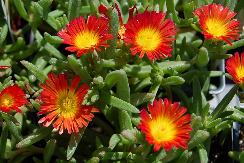 Delosperma Fire Wonder Ice Plant - 8 Count Flat of Quart Pots ...