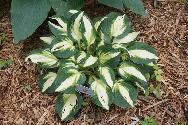 Vulcan Hosta - 10 Count Flat of 1 Quart Pots - Shrub, Perennial ...