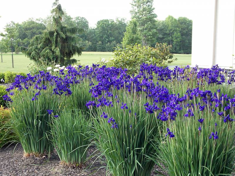 Caesars Brother Siberian Iris - 1 Gallon - Aquatic, Perennial ...