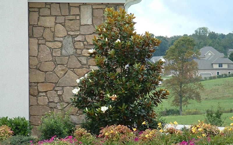 Little Gem Dwarf Southern Magnolia - 3 Gallon Pot - Tree - Evergreen Trees