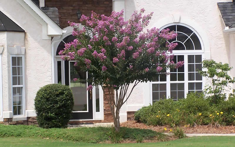 Muskogee Crape Myrtle - 3 Gallon - Single Trunk - Tree - Flowering Trees
