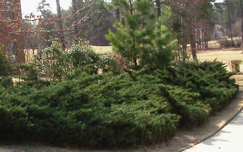 Juniperus Squamata Parsoni