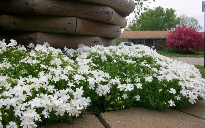 White Creeping Phlox - 3 Count Flat of Pint Pots - Groundcover ...