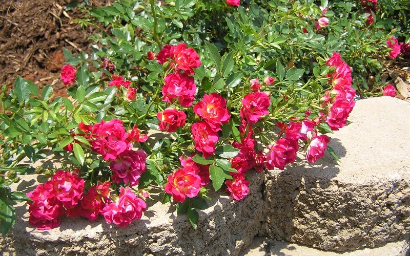 Red Drift Rose - 1 Gallon - Shrub, Groundcover, Rose - Roses - Groundcover