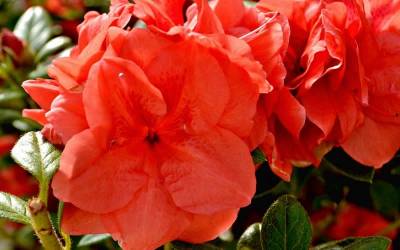 Encore Azalea Collection - Buy Plants Online