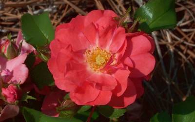 Dwarf Drift Roses - Buy Plants Online